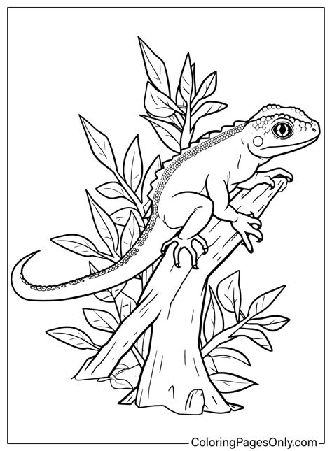 Image result for Lizard Coloring Pages