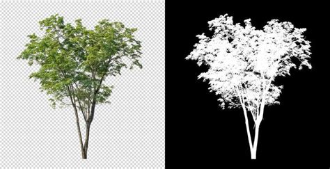 Image result for Tree Transparent Background