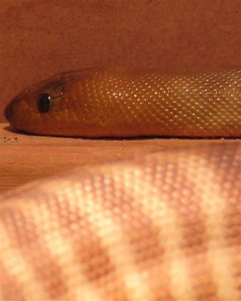 Image result for Woma Python