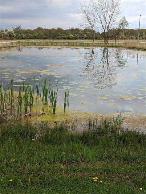 Image result for Large Pond Algae Control