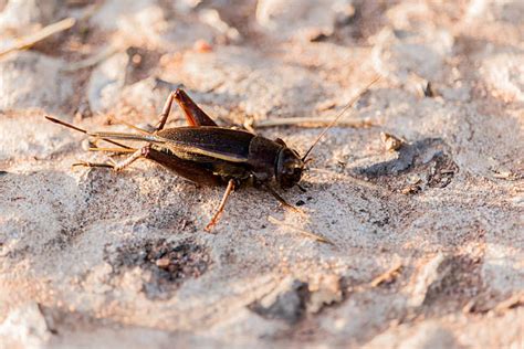 Image result for Chirping Insect