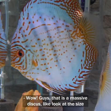 Image result for Most Expensive Discus Fish