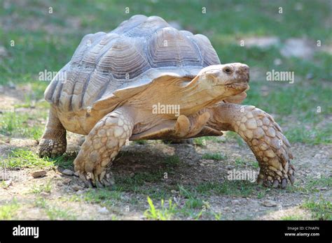 Image result for Large Tortoise
