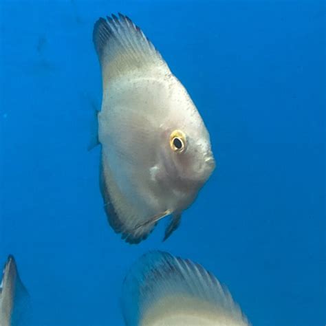 Image result for White Discus Fish