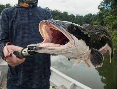 Image result for Snakehead Fish Hunting