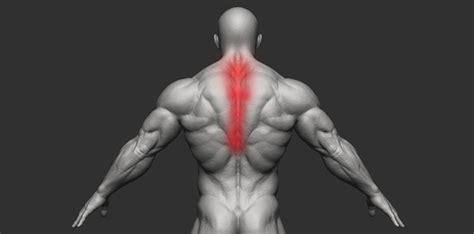 Image result for Mid-Back Muscle Spasm