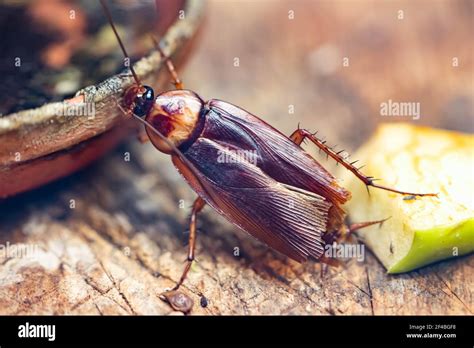 Image result for Flying Cockroach Close