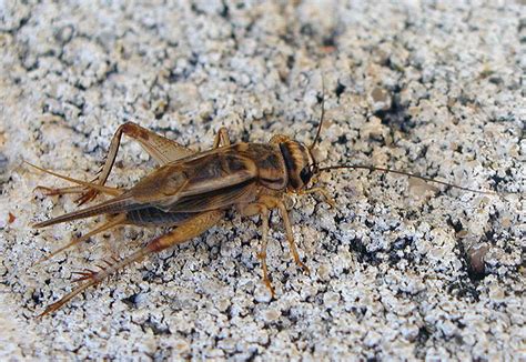 Image result for Cricket Insect Identification