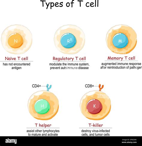 Image result for Memory Cells