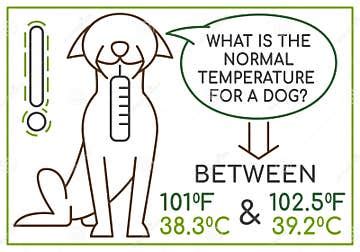Image result for Dog Temperature Normal