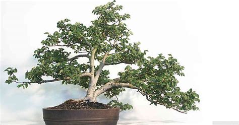 Image result for Creating Bonsia Tree