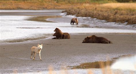 Wolves - Alaska Grizzly Safaris