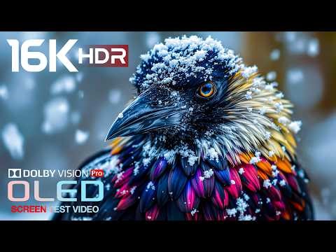 Incredible 16K OLED Dolby Vision Demo | 8K HDR ULTRA HD 120FPS (8K/4K Video TV)