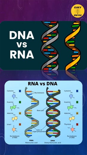 DNA V/S RNA