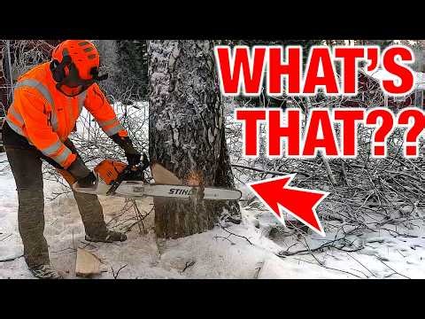 Felling a Dangerous Leaning Birch — Spiral Crack, Snow, and Precision Cuts