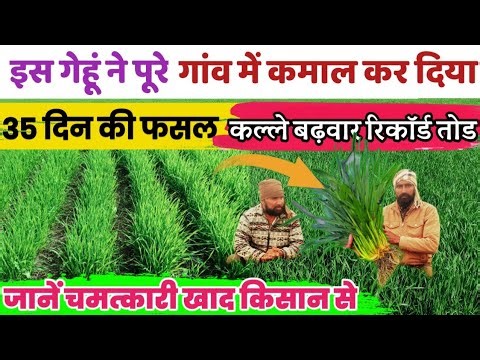 गेहूं में कल्लों की भरमार सबसे अच्छे फार्मूले का कमाल देखें। उपज डबल Gehu ki kalle Badhane wali Khad
