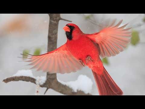 Northern Cardinal: Bird In the Spotlight