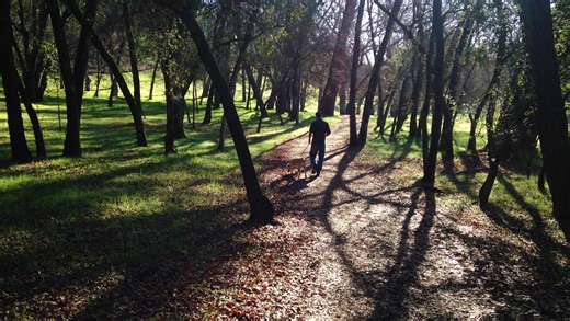 What Redding's pollen forecast means for allergies in March
