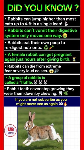 Cute but Wild: Shocking Rabbit Facts You’ll Love