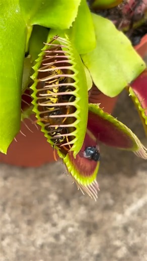 Nature By Marc Beyrouthy on Instagram: "🪴✨ Carnivorous Plants are REAL! Meet nature’s tiny hunters 👇 🌿 Nepenthes (Pitcher Plant) It looks like a plant… but it’s actually a trap 🫣 Its “pitchers” are like natural cups that lure insects inside. 🪰 Venus Flytrap One of the fastest plants on Earth ⚡ It closes its leaves when an insect touches it… like a living snap trap! Nature is not only beautiful. Nature is intelligent. 🌍💚 🌐 Website: www.madebynaturevillage.com 📲 WhatsApp: +961 81681616 #M