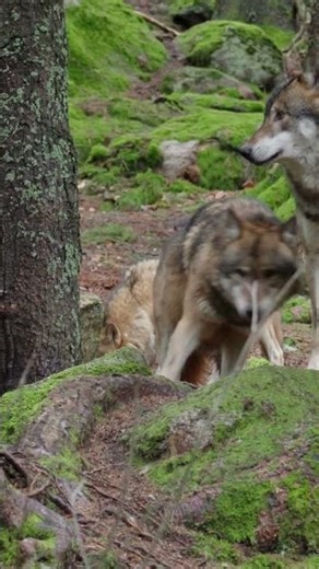 Wolves vs Bison Who Wins The Spartan Strategy #Bison #Wolves #NatureBattle #Wildlife #Shorts