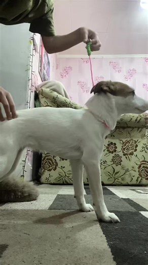 #кондиция#собака#дбд