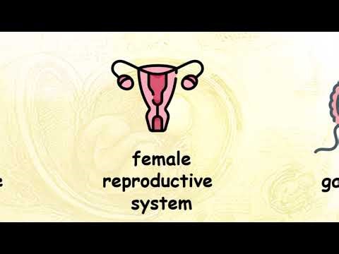 Human Reproduction Part 1: Anatomy of Reproductive System explained in 4 minutes