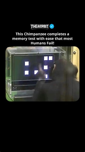 Artificial Intelligence | AI | Tech-News on Instagram: "This chimpanzee could arguably pass a memory test faster than most humans. In controlled cognitive experiments, chimpanzees can memorize the exact position of numbers on a screen after seeing them for only a fraction of a second—and then recall them flawlessly once the numbers disappear. Humans, even after extensive training, consistently fail to match this level of performance. The reason is neurological, not motivational. Chimpanzee brain