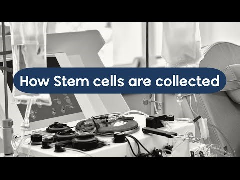 How Stem Cells Are Collected for Transplant | Apheresis Explained Step by Step