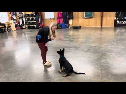 Look At This Beauty Perform! "Feta" 16 Wks Elite Home Raised Family Personal Protection Dog Training