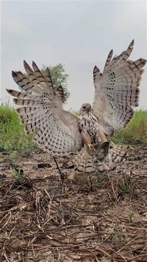 How Hawk Eagle hunt their prey for food #wildlife #hunting #birds