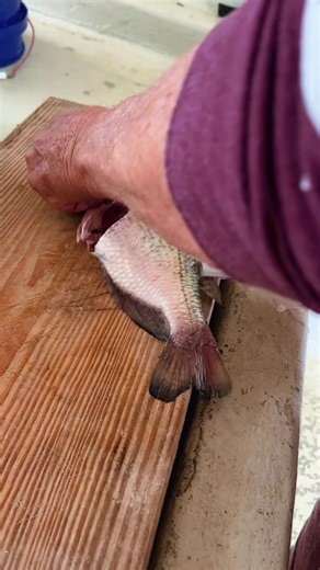 Stackin slabs #cooking #fishing #outdoors #catchcleancook | catch clean and cook