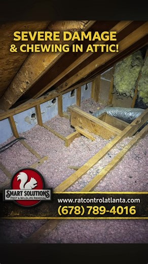 Severe Attic Damage from Rodents! If you’re hearing scratching, chewing, or movement in your attic, you may already have rats or squirrels causing serious structural damage to your home. Rodents constantly gnaw on wood, wiring, and insulation, creating costly repairs and potential fire hazards. At Smart Solutions Pest & Wildlife Removal, we specialize in rat control, attic inspections, trapping, full home exclusion, and sanitation to eliminate the problem at the source and keep pests from coming