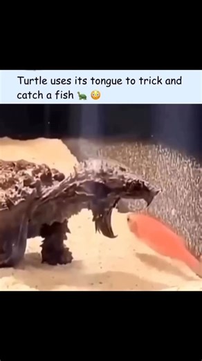 Vikas 🔥 on Instagram: "A turtle eats fish in the sea as it glides slowly through the clear blue water, moving its strong flippers with calm, steady strokes while sunlight ripples across its shell. Surrounded by coral reefs and swaying sea plants, the turtle spots small fish darting between rocks and carefully approaches without sudden movement. When the moment is right, it opens its beak-like mouth and snaps up a fish, using its sharp jaws to grip and swallow its meal. The sea around the turtle