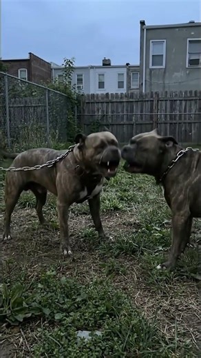 The black dogs - Dangerous dog in the world