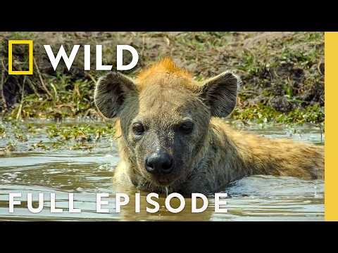 Changing of the Guards (Full Episode) | Savage Kingdom Compilation | Nat Geo Animals