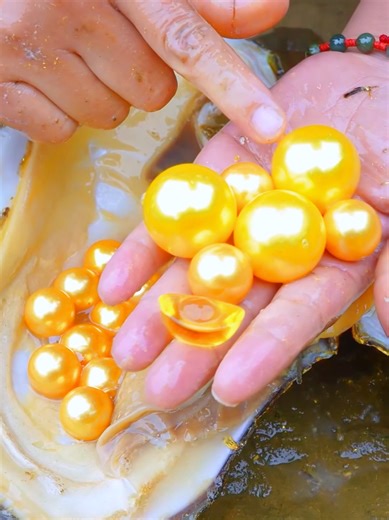 😱😱 Mountain Giant Clams Nurturing Sparkling Golden Pearls—So Enchanting #Pearl #GiantClam #treasurefinds #asmr #fyp
