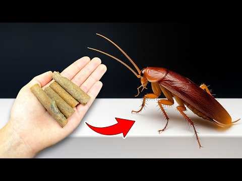 How to Kill Cockroaches Using CINNAMON – Simple Yet Effective|Clever Tricks