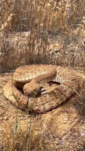 Coiled Rattlesnake in a Natural Defensive Posture #naturelovers #animals #snakevideo #wildlife
