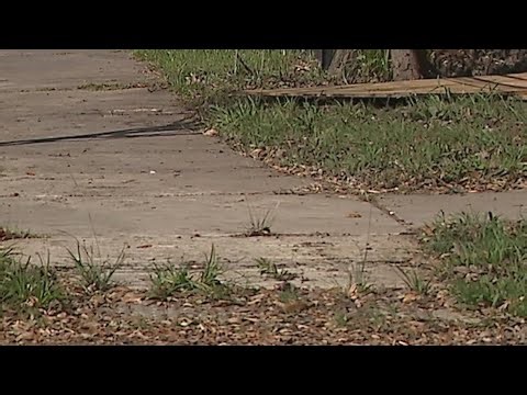 KHOU 11 report prompts quick repair of months-long water leak near East End school