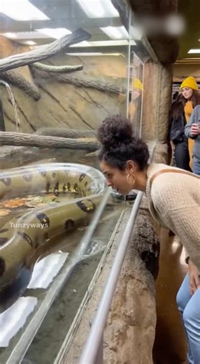 Giant snake attack woman by surprise!