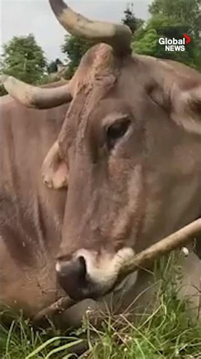 Cow demonstrates chimpanzee-like use of tools
