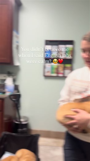 English labradors are calm and wonderful pups. Yes, they certainly have on and off switches, however. We caught this pup in a nap. He’ll be frisking about when he gets home 🥰🥰 My favorite clip from the vet the other day. These pups head home first week of January.❤️ #englishlabpuppy #englishlabrador #foxredlablove #foxredlabrador | The Happiest Labrador