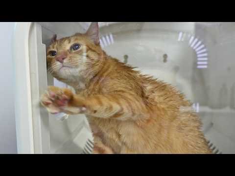 This Orange Is Female...And That's Extremely Rare