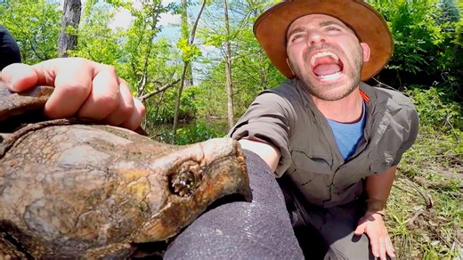 Alligator snapping turtle bite on camera