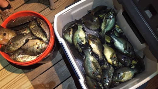 Giant bream bed yields redear and bluegill catch cook