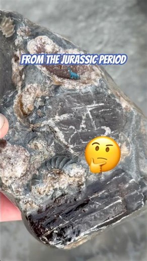 “Wood Turned To Stone,” Fossil Surprise.” 😳 #beachfinds#rockhounding#petrifiedwood