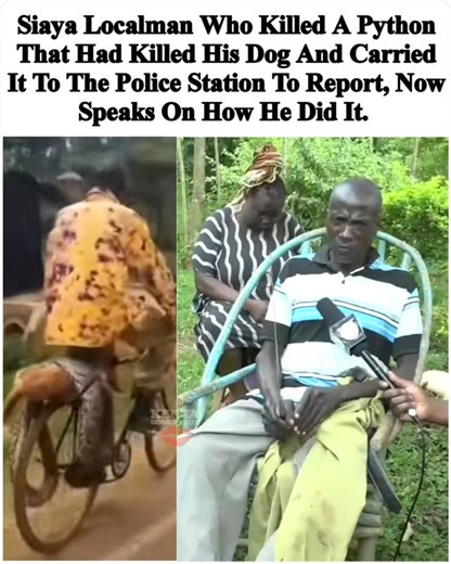 𝗞𝗲𝗻𝘆𝗮 𝗚𝗼𝘀𝘀𝗶𝗽 𝗖𝗹𝘂𝗯 on Instagram: "Siaya Localman Who Killed A Python That Had Killed His Dog And Carried It To The Police Station To Report, Now Speaks On How He Did It. 🎥@:danodhiambo77 tiktok"