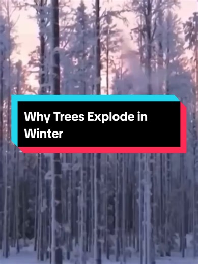 Why Trees Are Exploding 🤯 Why This Happen Mostly in Winter