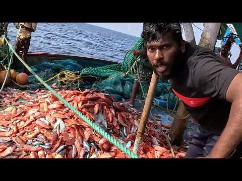 Ocean Full of Red Snapper | Mega Red Snapper Catch 🐟 | Boat Loaded with Fresh Red Snapper | #KadalTV